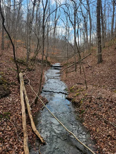 Best Forest Trails in Joelton | AllTrails