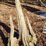 Chuck Keiper Trail: Short Loop, Pennsylvania - 13 Reviews, Map | AllTrails