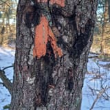 Chuck Keiper Trail: Short Loop, Pennsylvania - 13 Reviews, Map | AllTrails