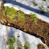 Chuck Keiper Trail: Short Loop, Pennsylvania - 13 Reviews, Map | AllTrails