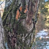 Chuck Keiper Trail: Short Loop, Pennsylvania - 13 Reviews, Map | AllTrails