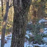 Chuck Keiper Trail: Short Loop, Pennsylvania - 13 Reviews, Map | AllTrails