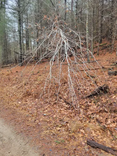 Best Walking Trails in Assonet | AllTrails