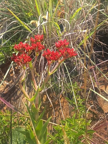 Best Hikes and Trails in Suikerbosrand Nature Reserve | AllTrails