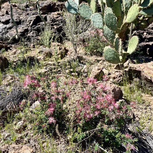 Best Hikes and Trails in Enchanted Hills Park | AllTrails