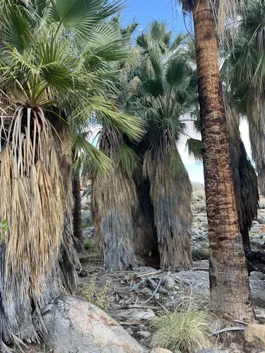 Best Hikes and Trails in Cahuilla Native American Land - Indian Canyons ...