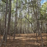 Dam Road, Issaqueena, Rocky and Collarbone Trail, South Carolina ...