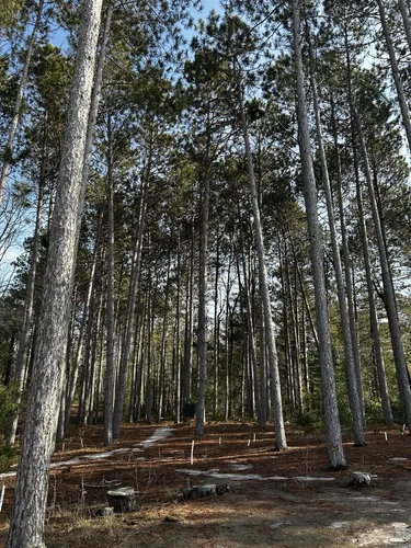 Best Kid Friendly Trails in Pinhey Forest | AllTrails