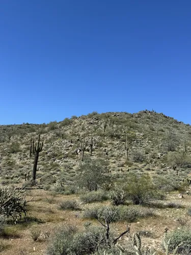 Best Moderate Trails in Waddell | AllTrails