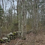 Copicut Woods, Massachusetts - 161 Reviews, Map | AllTrails