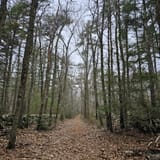 Copicut Woods, Massachusetts - 161 Reviews, Map | AllTrails