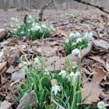 Aman Park Loop, Michigan - 1,336 Reviews, Map | AllTrails