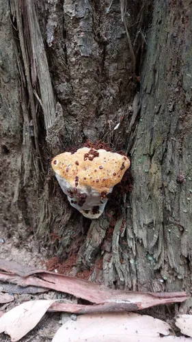 Best Hikes and Trails in Labertouche Cave Geological Reserve | AllTrails