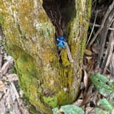 Doris Leeper Trail, Florida - 582 Reviews, Map | AllTrails