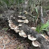 Doris Leeper Trail, Florida - 582 Reviews, Map | AllTrails