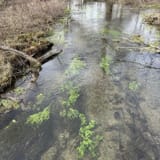 Letort Spring Run, Pennsylvania - 549 Reviews, Map | AllTrails