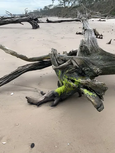 Best Hikes and Trails in Big Talbot Island State Park | AllTrails