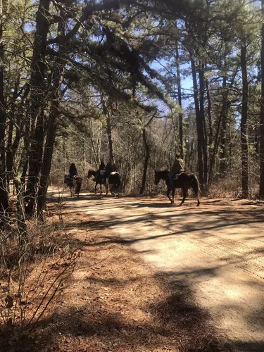 Best Hikes and Trails in Green Bank State Forest | AllTrails