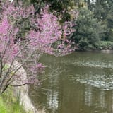 UC Davis Arboretum Trail, California - 1,253 Reviews, Map | AllTrails