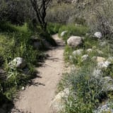 Pima Canyon Trail, Arizona - 2,630 Reviews, Map | AllTrails