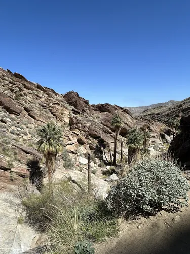 Best Hikes and Trails in Cahuilla Native American Land - Indian Canyons ...