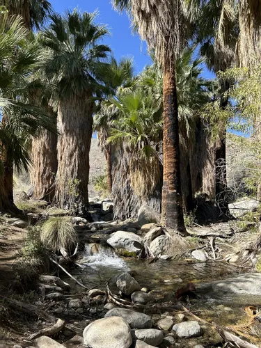 Best Hikes and Trails in Cahuilla Native American Land - Indian Canyons ...