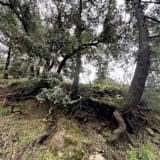 Henninger Flats Trail, California - 2,729 Reviews, Map | AllTrails