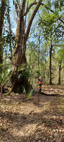 Best Lake Trails in Withlacoochee State Forest | AllTrails