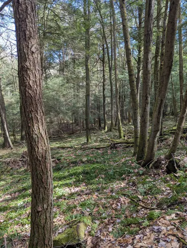 Best Camping Trails in Cook Forest State Park | AllTrails