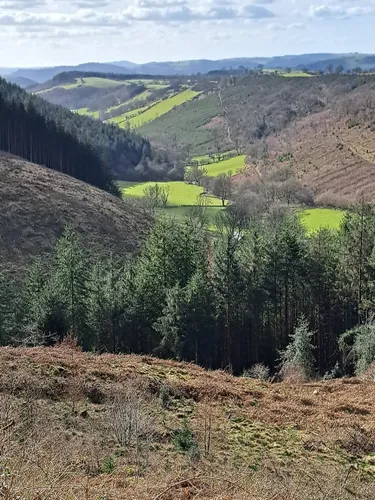 Best Hikes and Trails in Crychan Forest | AllTrails