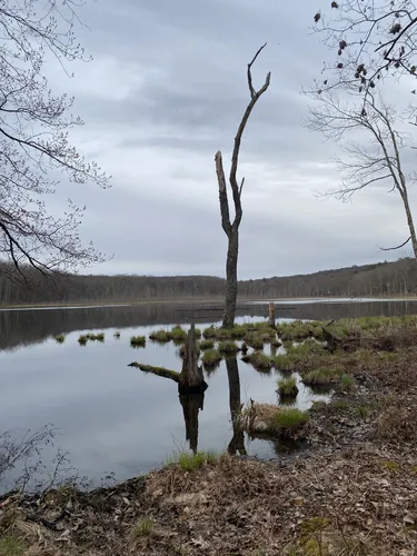 Best Waterfall Trails in Stokes State Forest | AllTrails