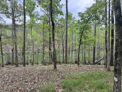 Best Hikes and Trails in South Toledo Bend State Park | AllTrails