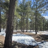 Colorow Mountain Forest and Meadow Loop Trail, Colorado - 595 Reviews ...