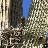 Dixie Summit Trail, Arizona - 1,534 Reviews, Map | AllTrails