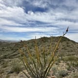 Dixie Summit Trail, Arizona - 1,534 Reviews, Map | AllTrails