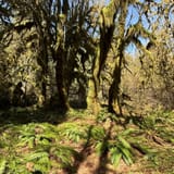 Hall of Mosses Trail, Washington - 5,387 Reviews, Map | AllTrails