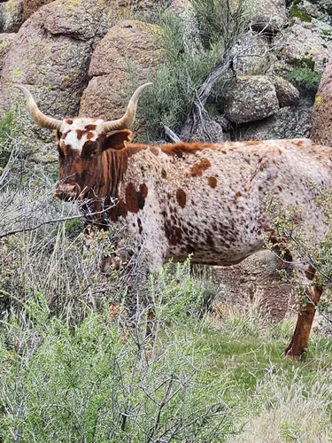 Best Dog Friendly Trails in Cerbat Foothills Recreation Area | AllTrails