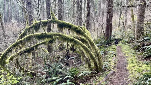 Best Hikes and Trails in Molalla River Corridor Recreation Area | AllTrails