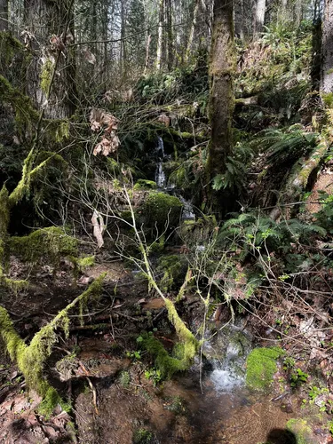 Best Hikes and Trails in Molalla River Corridor Recreation Area | AllTrails