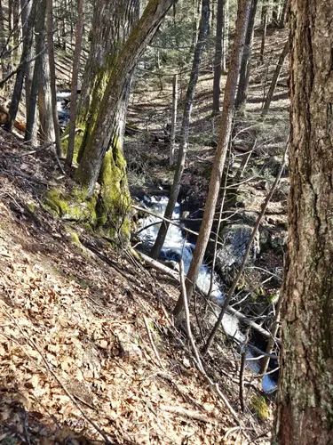 Best Dog Friendly Trails in South Berwick | AllTrails