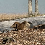 White Bison Loop, Missouri - 2,362 Reviews, Map | AllTrails