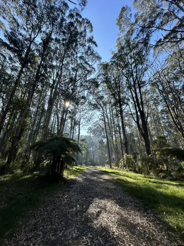 Best Forest Trails in Monbulk | AllTrails