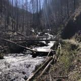 Oneonta Gorge Trail, Oregon - 735 Reviews, Map | AllTrails