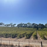 Shiraz Trail, South Australia, Australia - 71 Reviews, Map | AllTrails