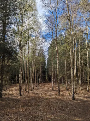 Best Hikes and Trails in Thetford Forest Park | AllTrails