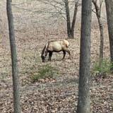 White Bison Loop, Missouri - 2,339 Reviews, Map | AllTrails