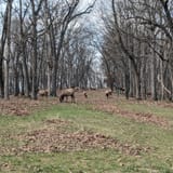 White Bison Loop, Missouri - 2,339 Reviews, Map | AllTrails