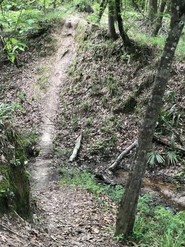 Best Hikes and Trails in Comite River Park | AllTrails