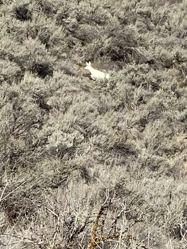 Best Trail Running Trails in Avimor Trail Network | AllTrails