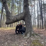 Bashore Ridge Loop Trail, Arkansas - 1,063 Reviews, Map | AllTrails